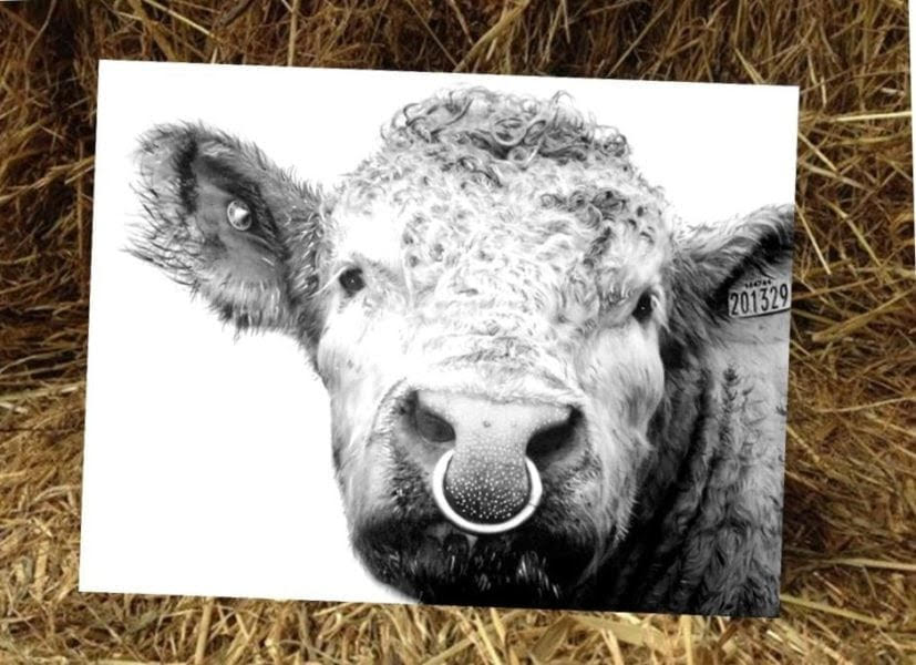 The Bull McCabe Card - Artist Gift Gallery